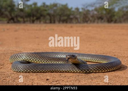Australian Highly venomous Mulga or King Brown Snake Stock Photo - Alamy