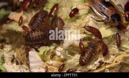 A group of cockroaches of different species big and small eat food ...