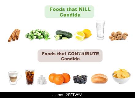 List of foods that kill and contribute Candida on white background ...