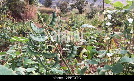 Lima bean pod strings plantation Stock Photo - Alamy