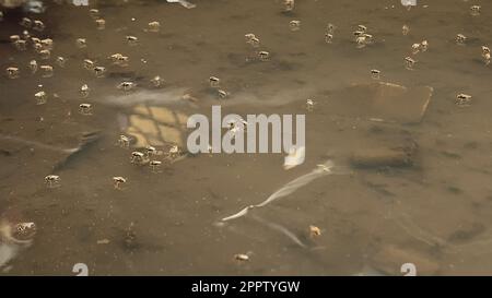 Mosquito breeding in polluted water Stock Photo - Alamy