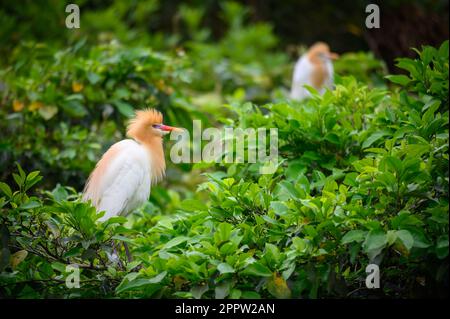 The head feathers of the cattle egret turn orange-yellow. Viewings of ...