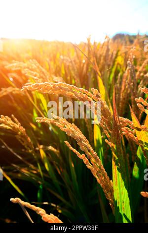 The autumn rice fields Stock Photo - Alamy