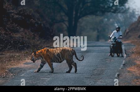 THRILLING images of a tiger crossing the road and staring at a man on a ...