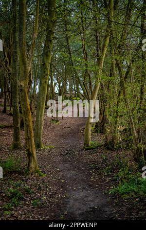 Through the Tress Stock Photo - Alamy