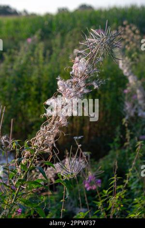 Blooming sally (Epilobium angustifolium), seed, Wood willowherb Stock ...