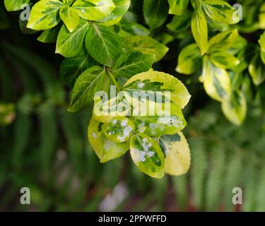 Powdery mildew (Oidium euonymi-japonici) infection on a Euonymus ...