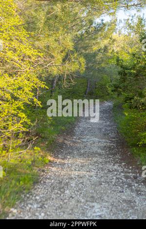 Narrow forest path leads through mixed forest Stock Photo - Alamy