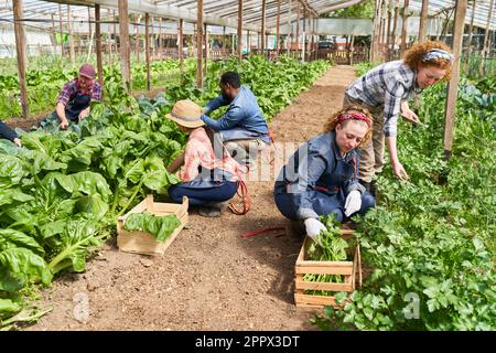 Group of multicultural male and female agronomists harvesting in ...
