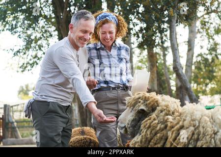 Happy male and female ranchers feeding sheep while standing in ranch ...