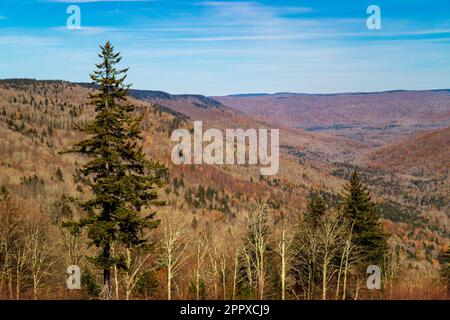 A picturesque autumn scene of Cranberry Glades Boardwalk, with lush ...
