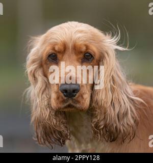 english cocker spaniel, golden Stock Photo - Alamy