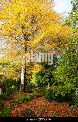 George Tindale Memorial Gardens in Australia Stock Photo - Alamy