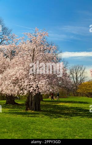 Ornamental Cherry trees Prunus Accolade in full bloom. Royal Botanical ...