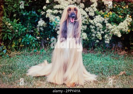 Afghan sitting in a grass field Stock Photo - Alamy