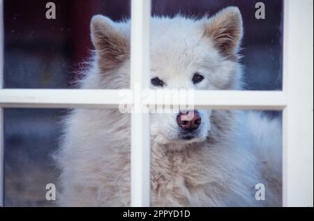 Samoyed looking through the window Stock Photo - Alamy