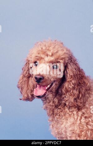 Mini Poodle on blue background with mouth open and tongue out Stock ...