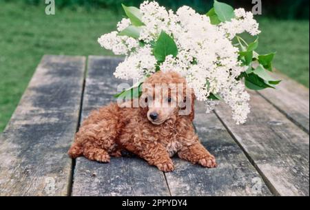 Mini Poodle puppy on table with centerpiece Stock Photo - Alamy
