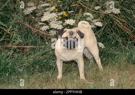 Pug standing at edge of field in front of small white flowers with ...