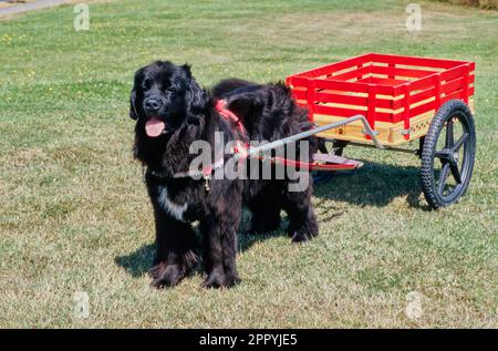 Newfoundland pulling small red cart in field Stock Photo - Alamy