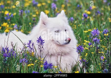 Samoyed laying in flowers Stock Photo - Alamy