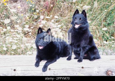 Schipperkes sitting together on log Stock Photo - Alamy