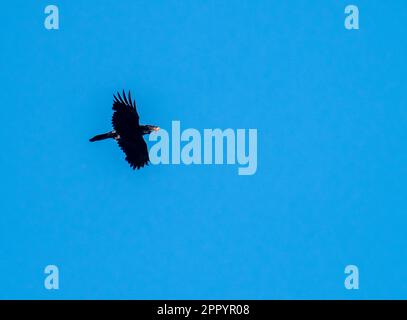 Raven is carrying food Stock Photo - Alamy