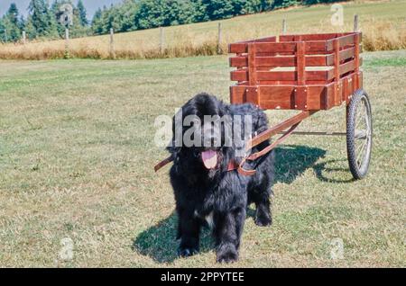 Newfoundland pulling wooden farm cart Stock Photo - Alamy