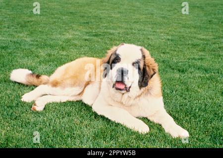 St. Bernards laying down in grass Stock Photo - Alamy