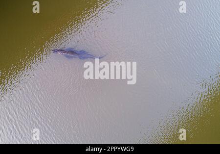 Aerial view of an adult American Alligator Stock Photo - Alamy