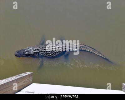 Aerial view of an adult American Alligator Stock Photo - Alamy