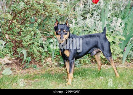 Mini Pinscher in a bush Stock Photo - Alamy