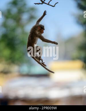 Experience the exhilaration of a bonnet macaque defying gravity with a ...