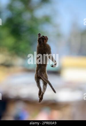Experience the exhilaration of a bonnet macaque defying gravity with a ...
