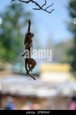 Experience the exhilaration of a bonnet macaque defying gravity with a ...
