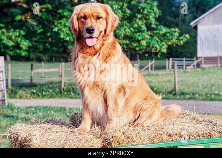 Golden retriever sitting on haystack in bed of farm cart with mouth open Stock Photo - Alamy