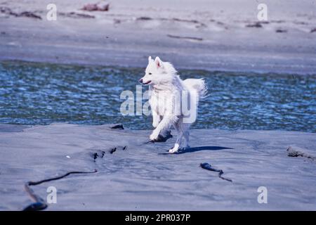 Samoyed running on the beach Stock Photo - Alamy