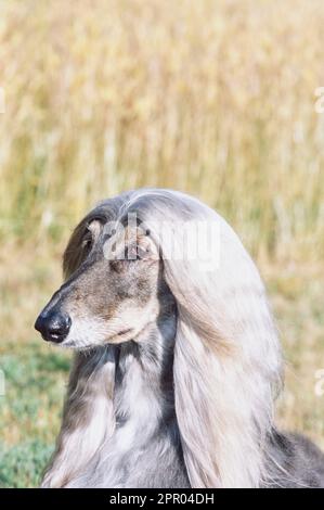 Afghan standing in tall grass looking ahead Stock Photo - Alamy