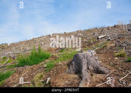 Landscape with significant environmental damage, felled trees, drought ...