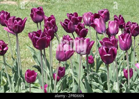 Dark purple Triumph tulips (Tulipa) Caviar bloom in a garden in March ...