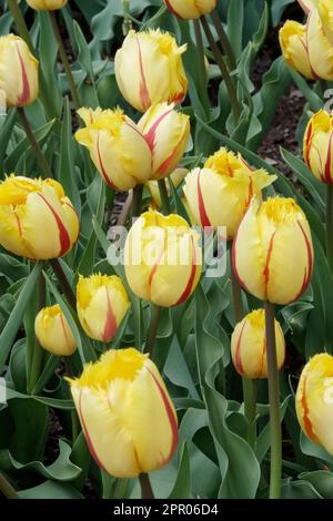 Fringed yellow tulips flowering in cottage garden, Swiss village of ...