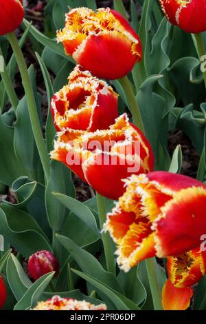 Red & Yellow Tulipa 'Davenport' (Fringed Tulip) Flowers on Display at ...