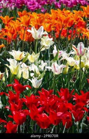Orange-red lily-flowered tulips (Tulipa) Royal Gift bloom in a garden ...