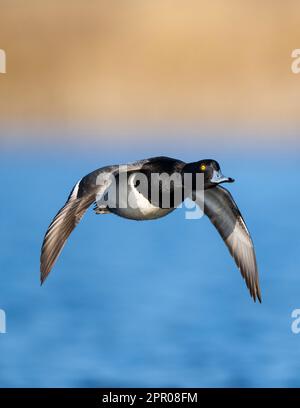 Lesser Scaup (Aythya affinis) flock on lake, North America Stock Photo ...
