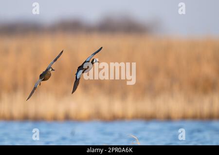 Blue Wing Teal in the spring in Minnesota Stock Photo - Alamy