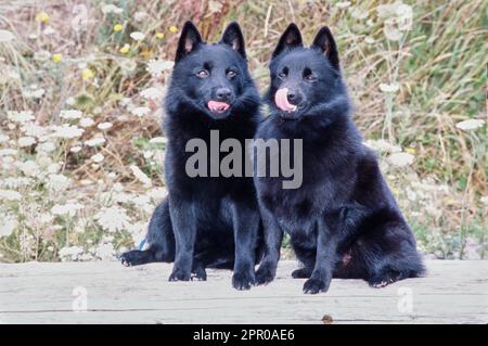 Schipperkes sitting together Stock Photo - Alamy