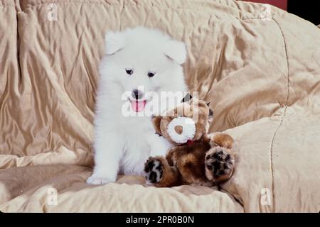 Samoyed puppy on couch with stuffed animal toy Stock Photo - Alamy
