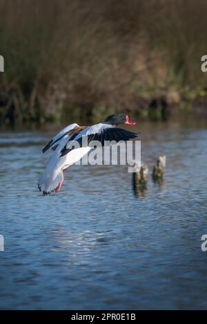 Common shelduck (Tadorna tadorna) flying and coming in for landing ...