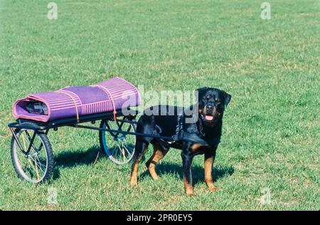 Rottweiler pulling small wagon Stock Photo - Alamy