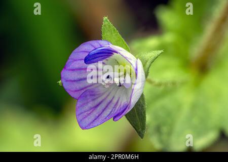 veronica or speedwell blossom in detail Stock Photo - Alamy